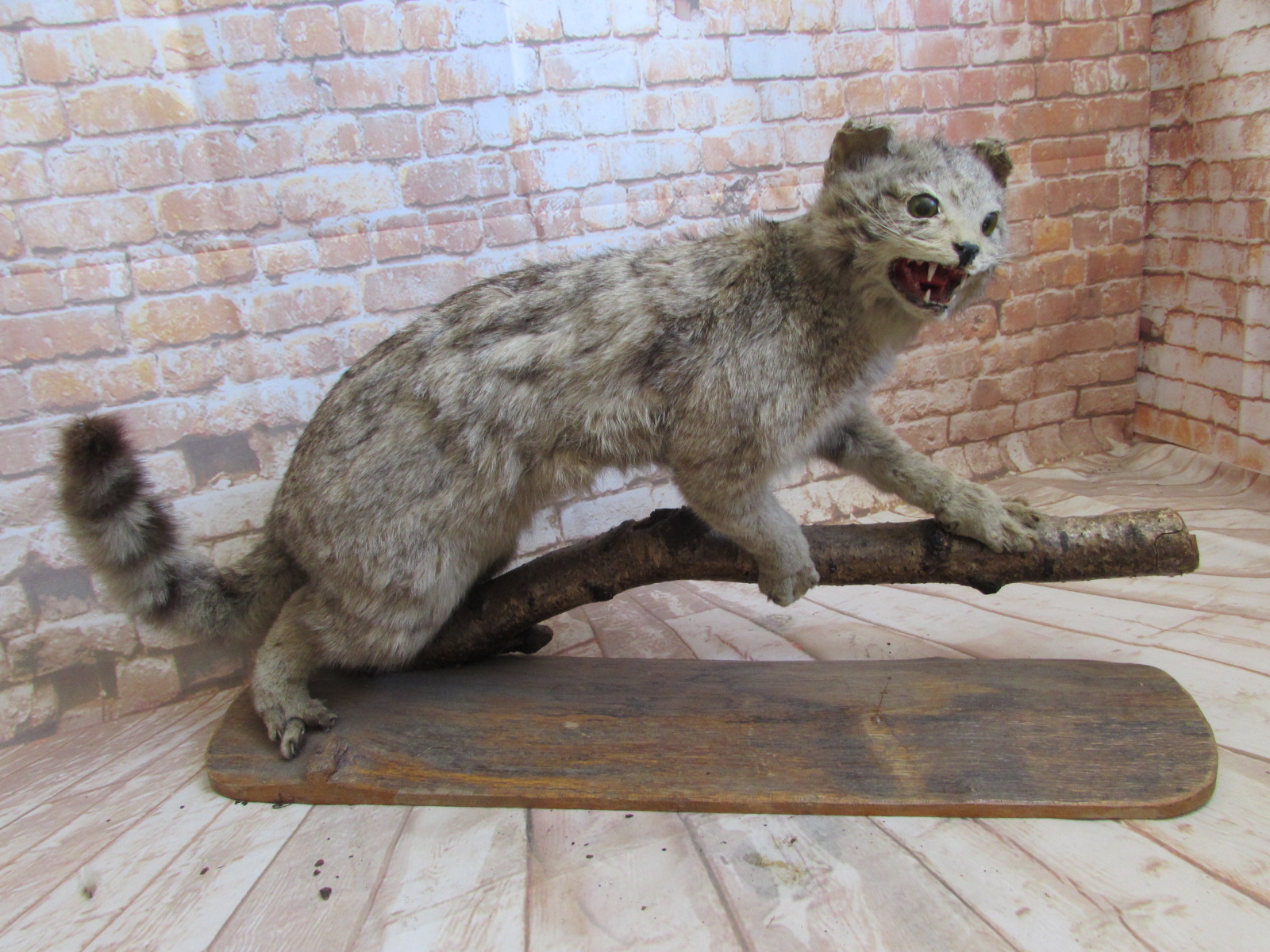 Taxidermy Scottish Wildcat (mounted) – Legra Antiques