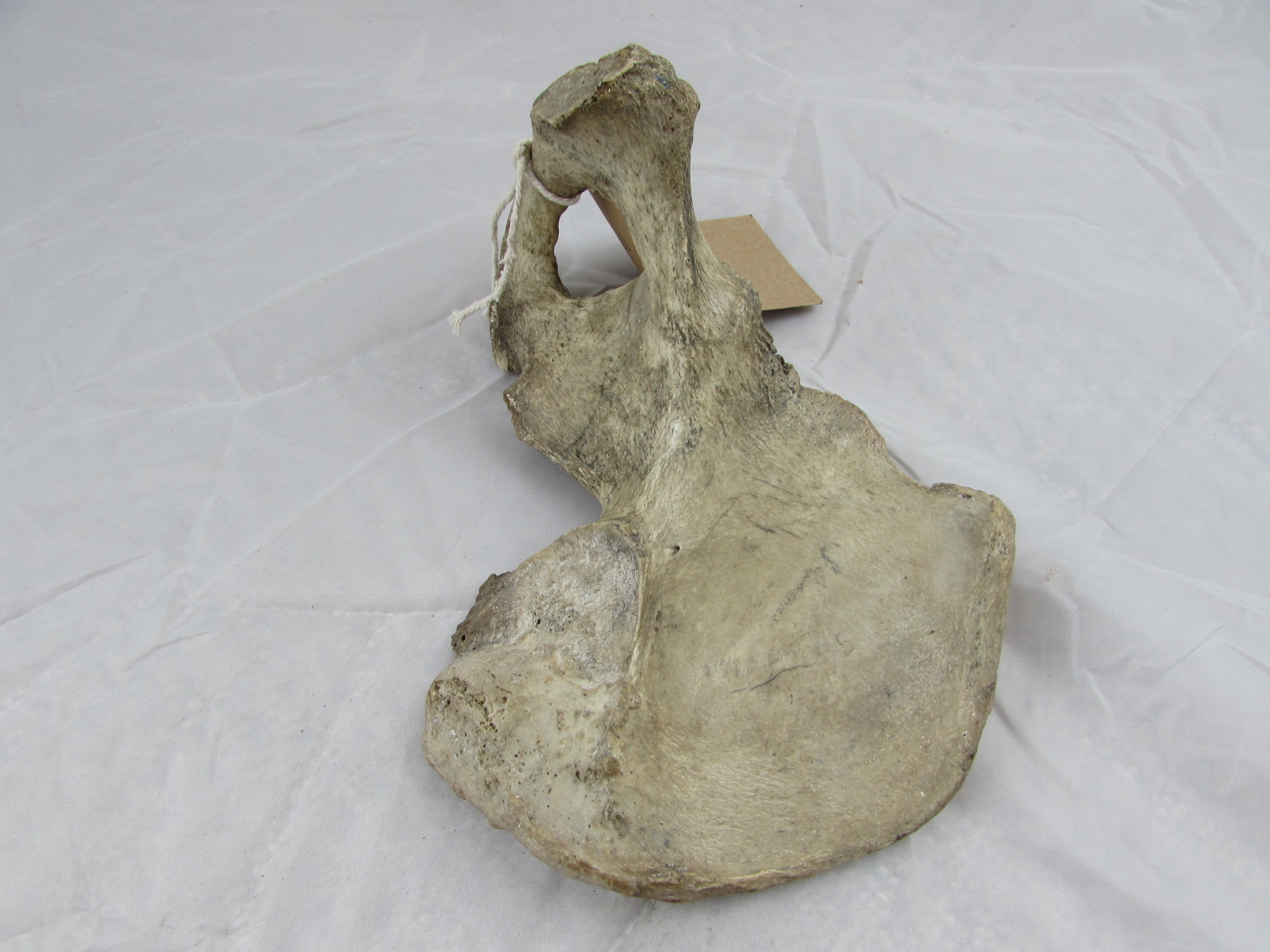 Real Human part of the Pelvic Bone “medical specimen” – Legra Antiques