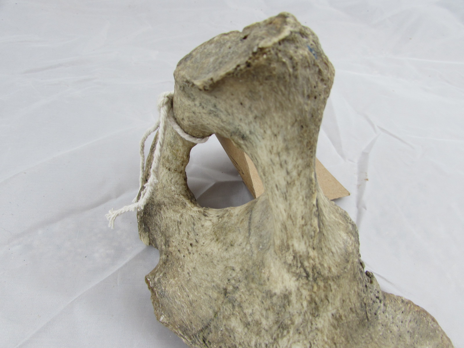 Real Human part of the Pelvic Bone “medical specimen” – Legra Antiques