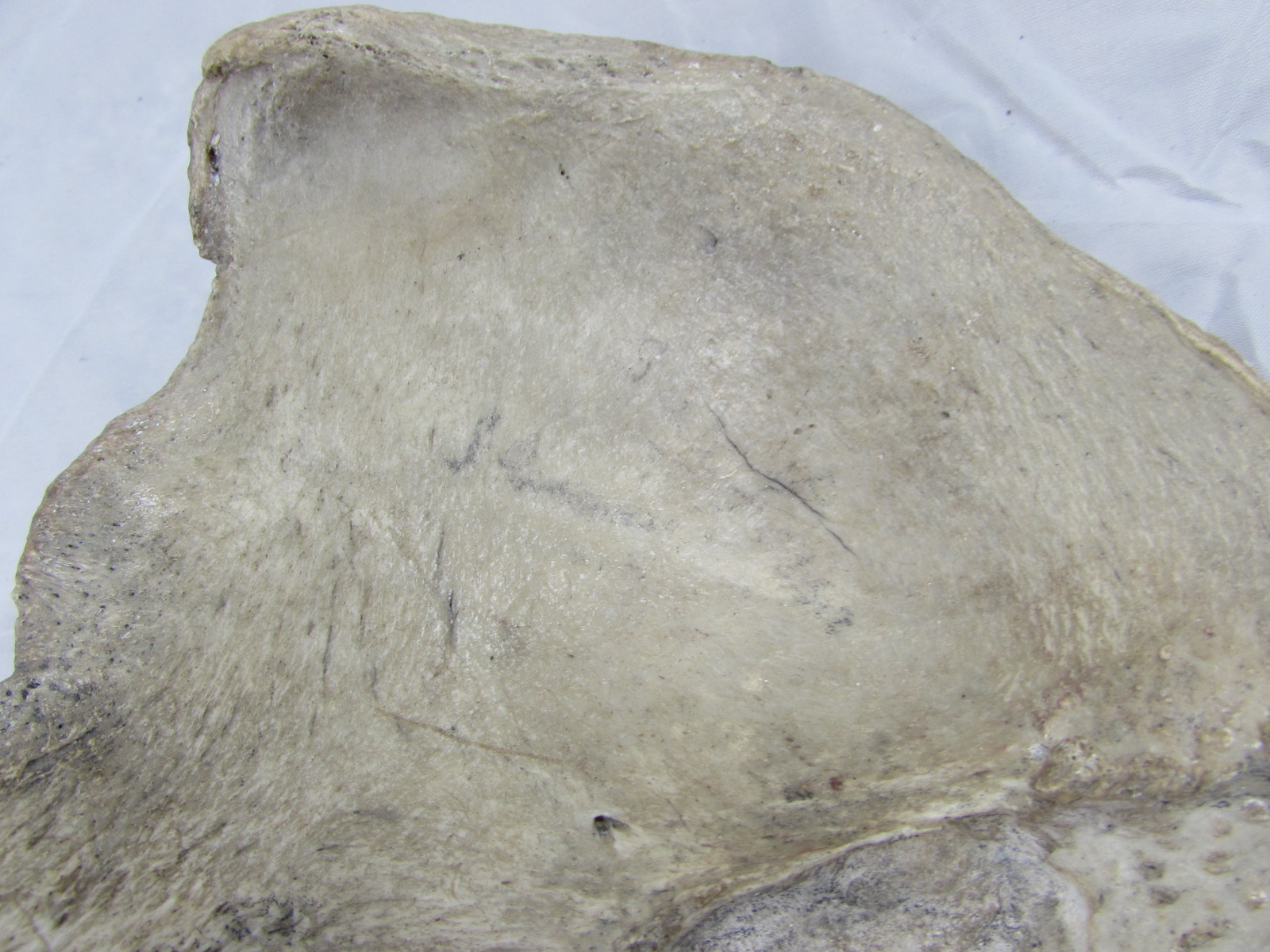 Real Human part of the Pelvic Bone “medical specimen” – Legra Antiques