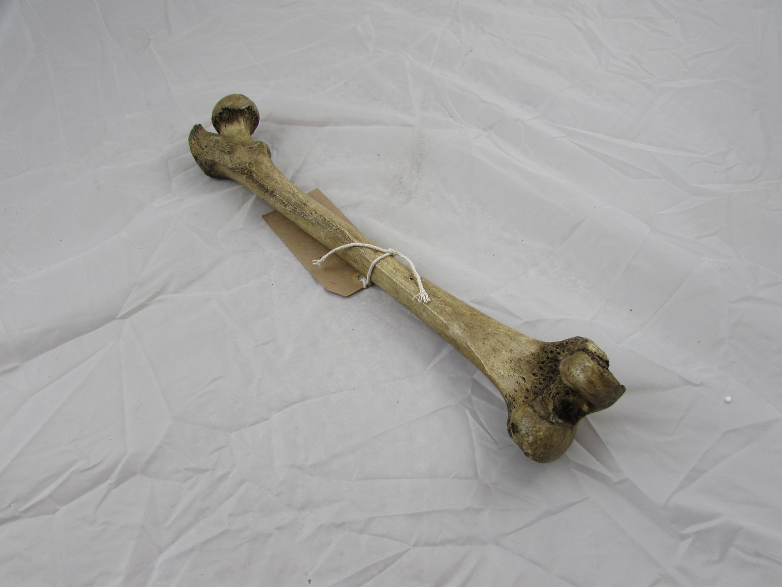 Human Femur Bone “medical specimen” – Legra Antiques